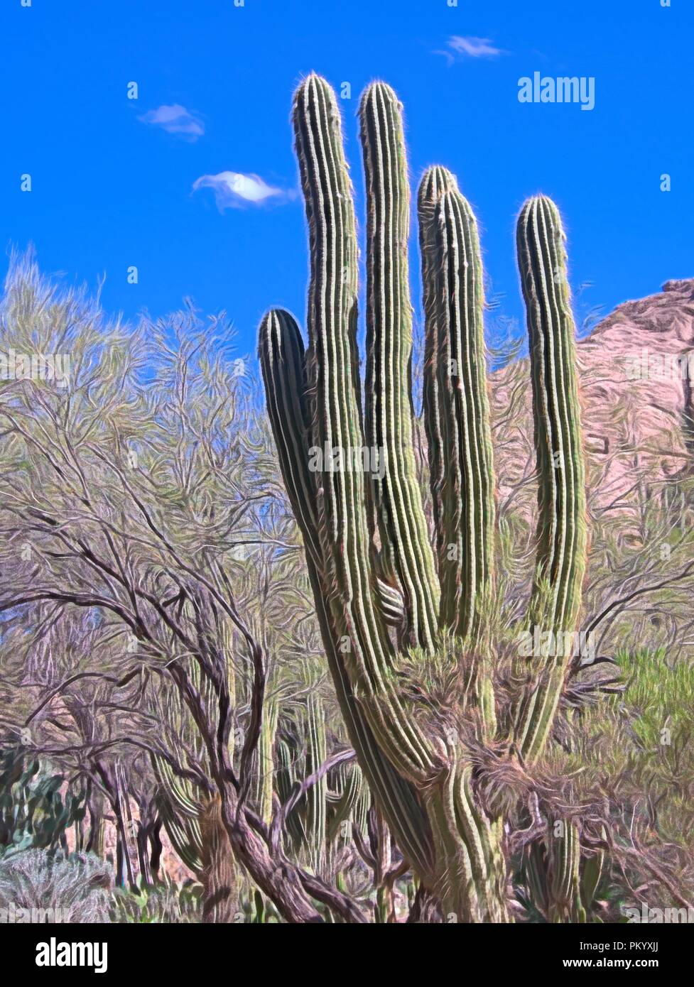 Cactus in the Sedona Red Rocks State Park in Arizona Stock Photo - Alamy