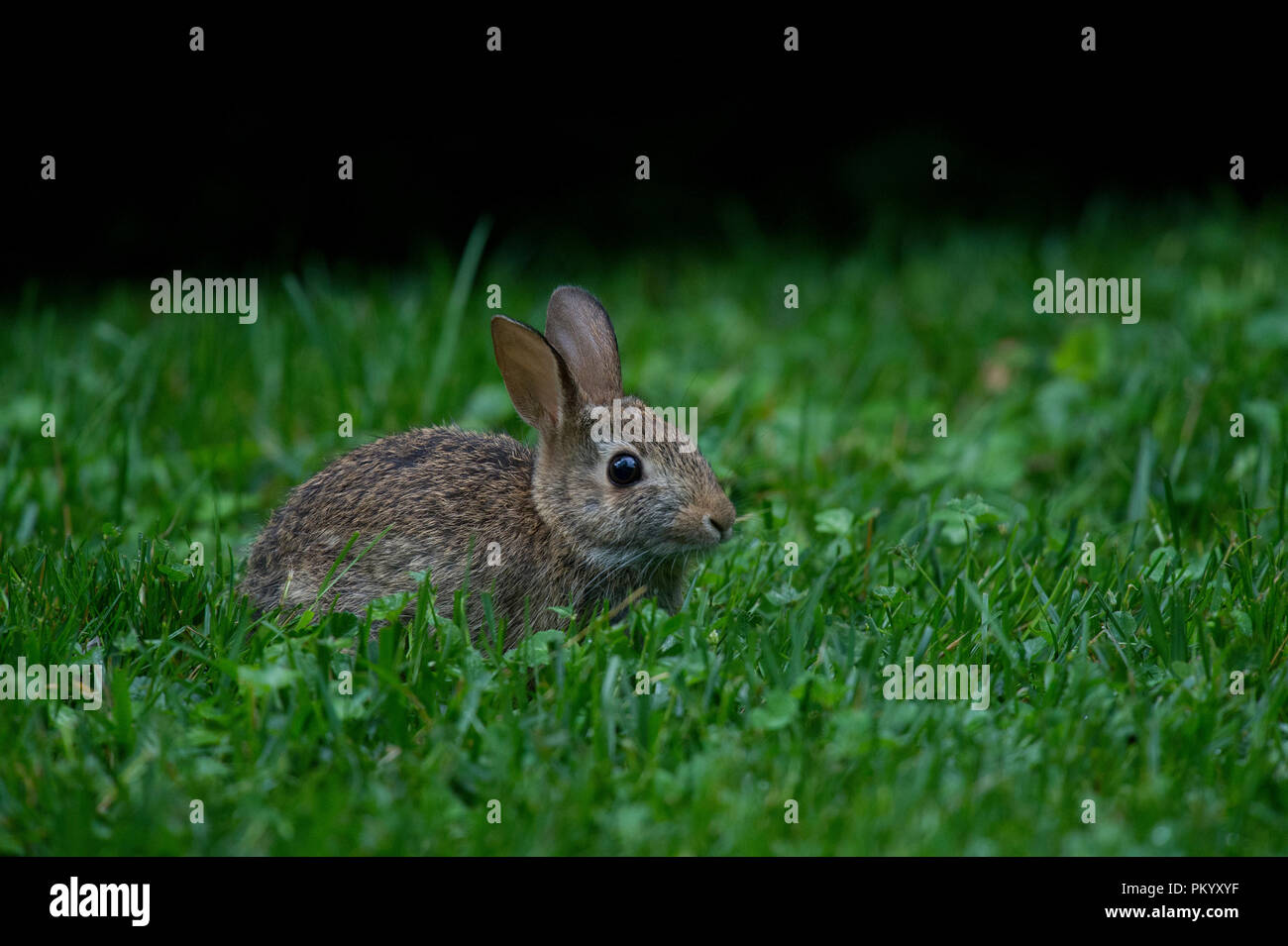 Eastern cottontail Rabbit Stock Photo - Alamy