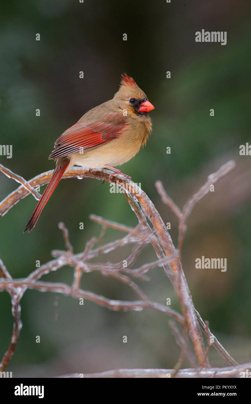 Northern Cardinal :: Cardinalis cardinalis Stock Photo - Alamy