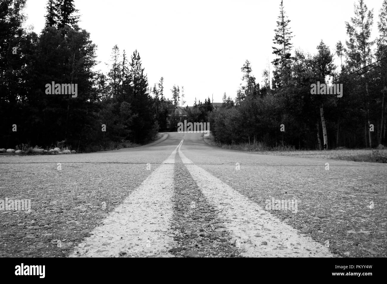Road in woodland low angle at street level Stock Photo - Alamy