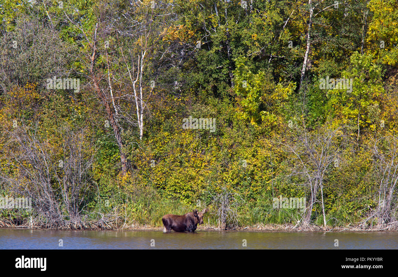 Prairie Moose Saskatchewan in lake Kenosee Moose Mountain Stock Photo ...