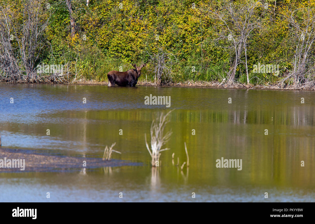 Prairie Moose Saskatchewan in lake Kenosee Moose Mountain Stock Photo ...