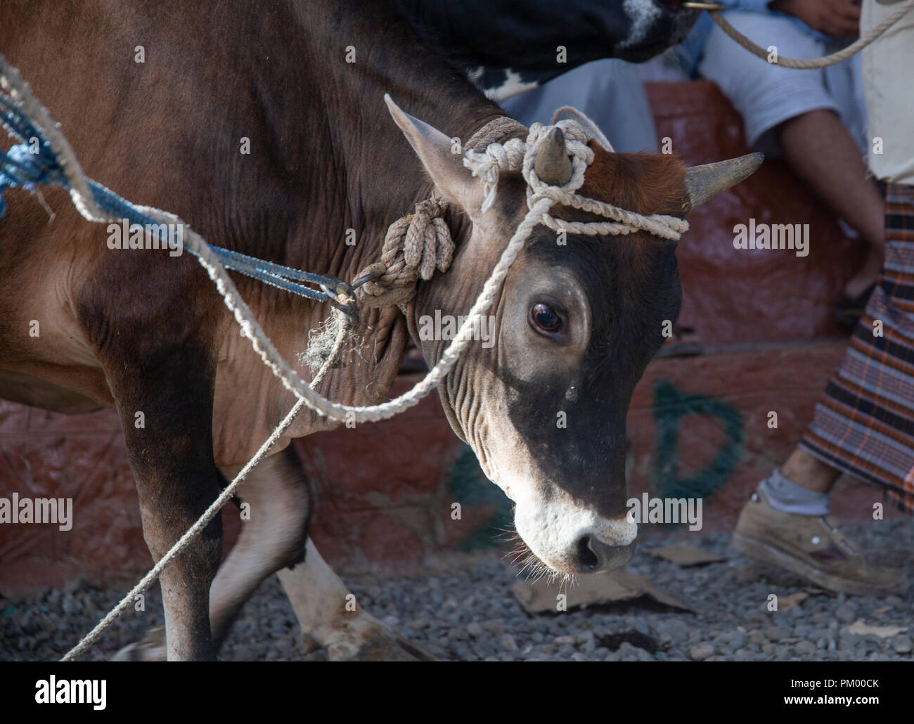 Eid souk hi-res stock photography and images - Alamy