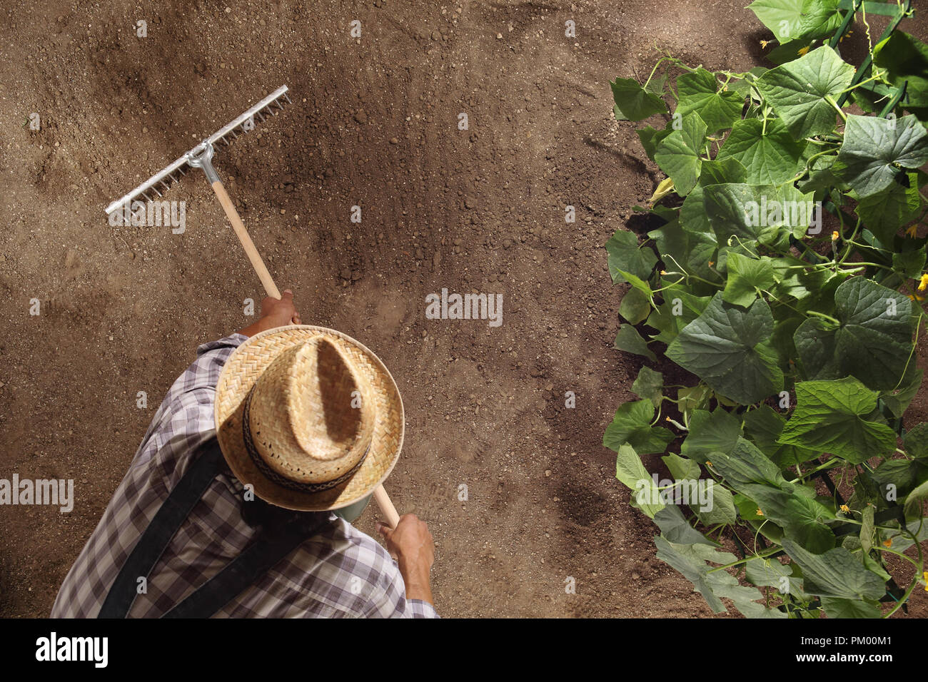 man farmer working with rake in vegetable garden, raking the soil near ...