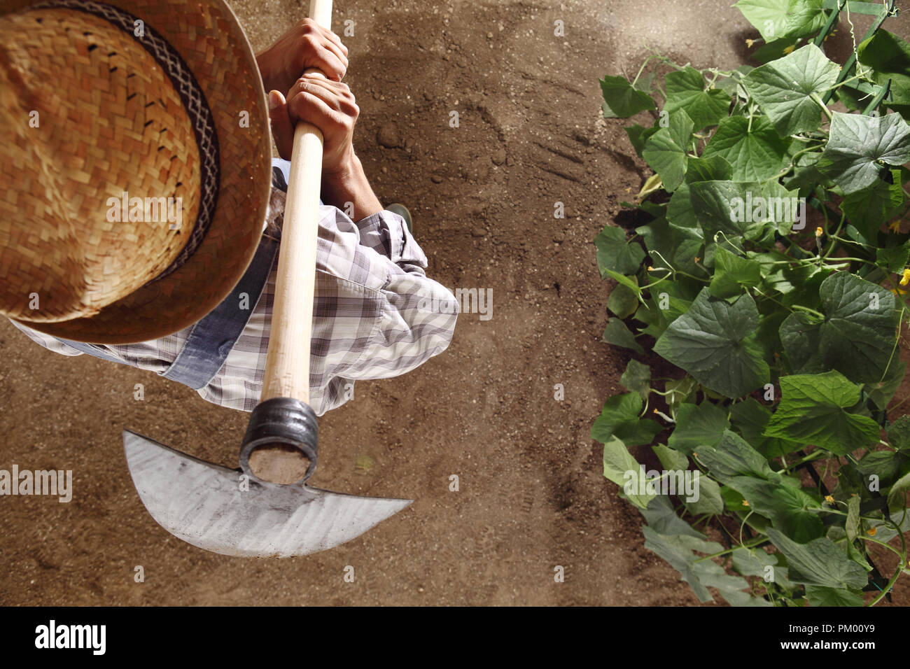man farmer working with hoe in vegetable garden, hoeing the soil near a ...