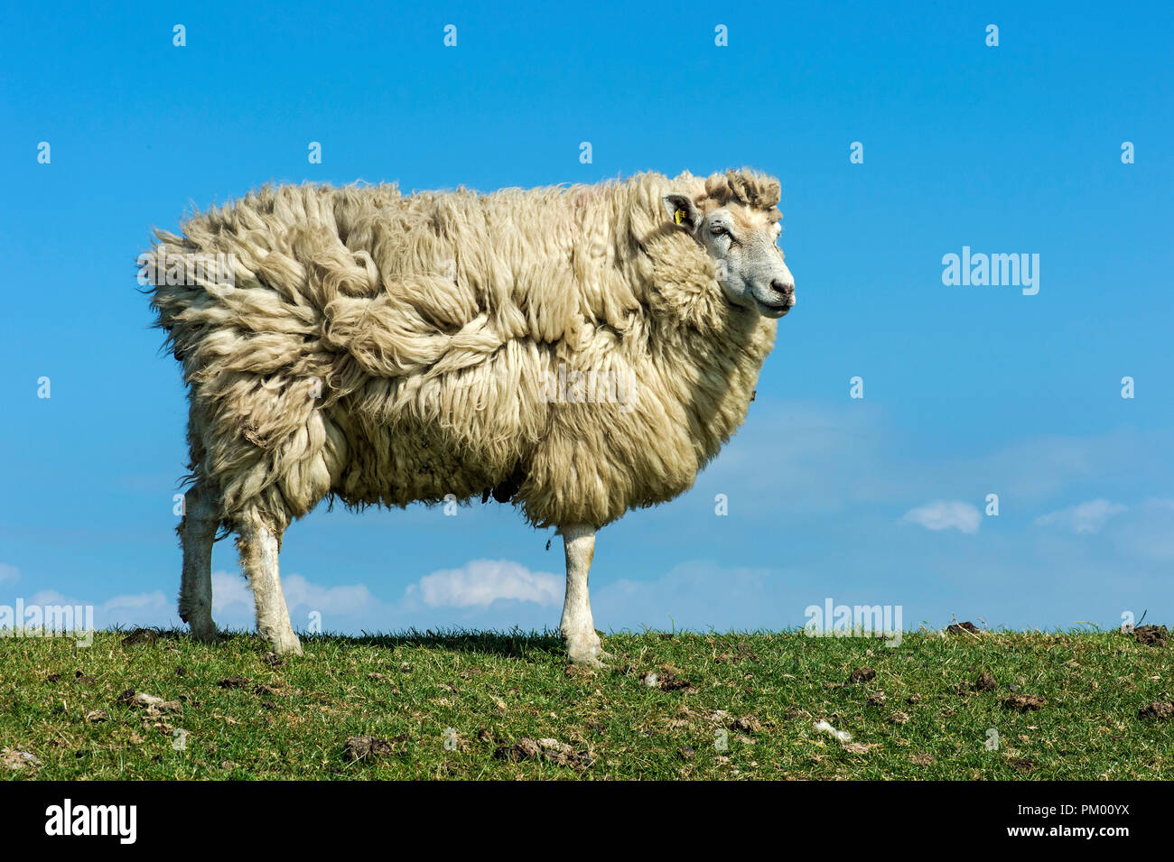Blue texel sheep hi-res stock photography and images - Alamy