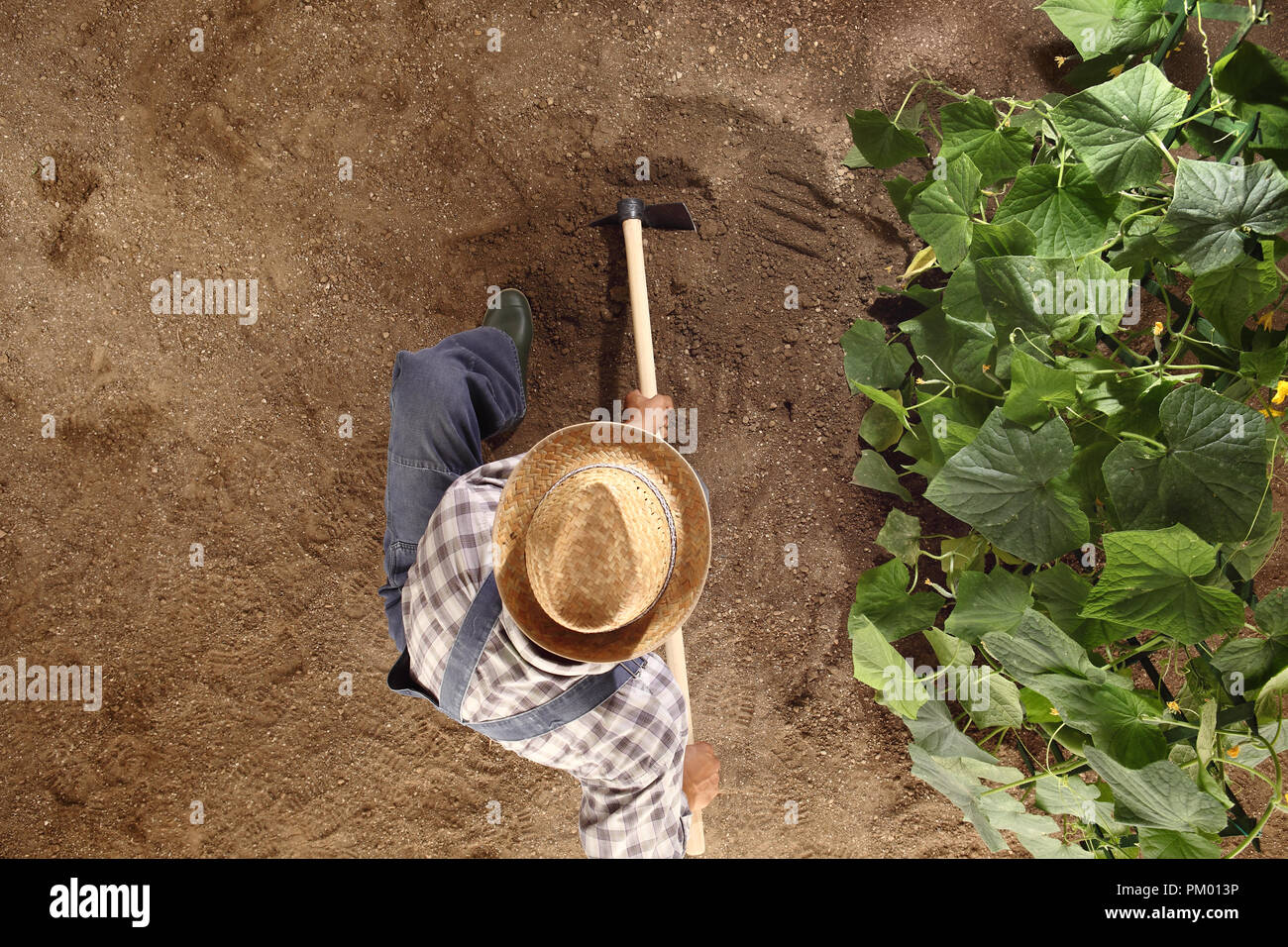 man farmer working with hoe in vegetable garden, hoeing the soil near a ...