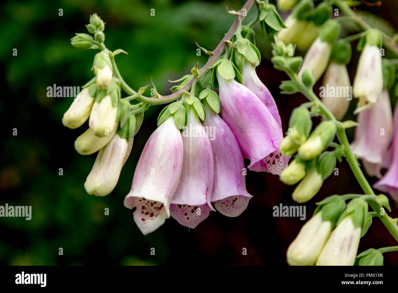 Foxglove foliage hi-res stock photography and images - Alamy