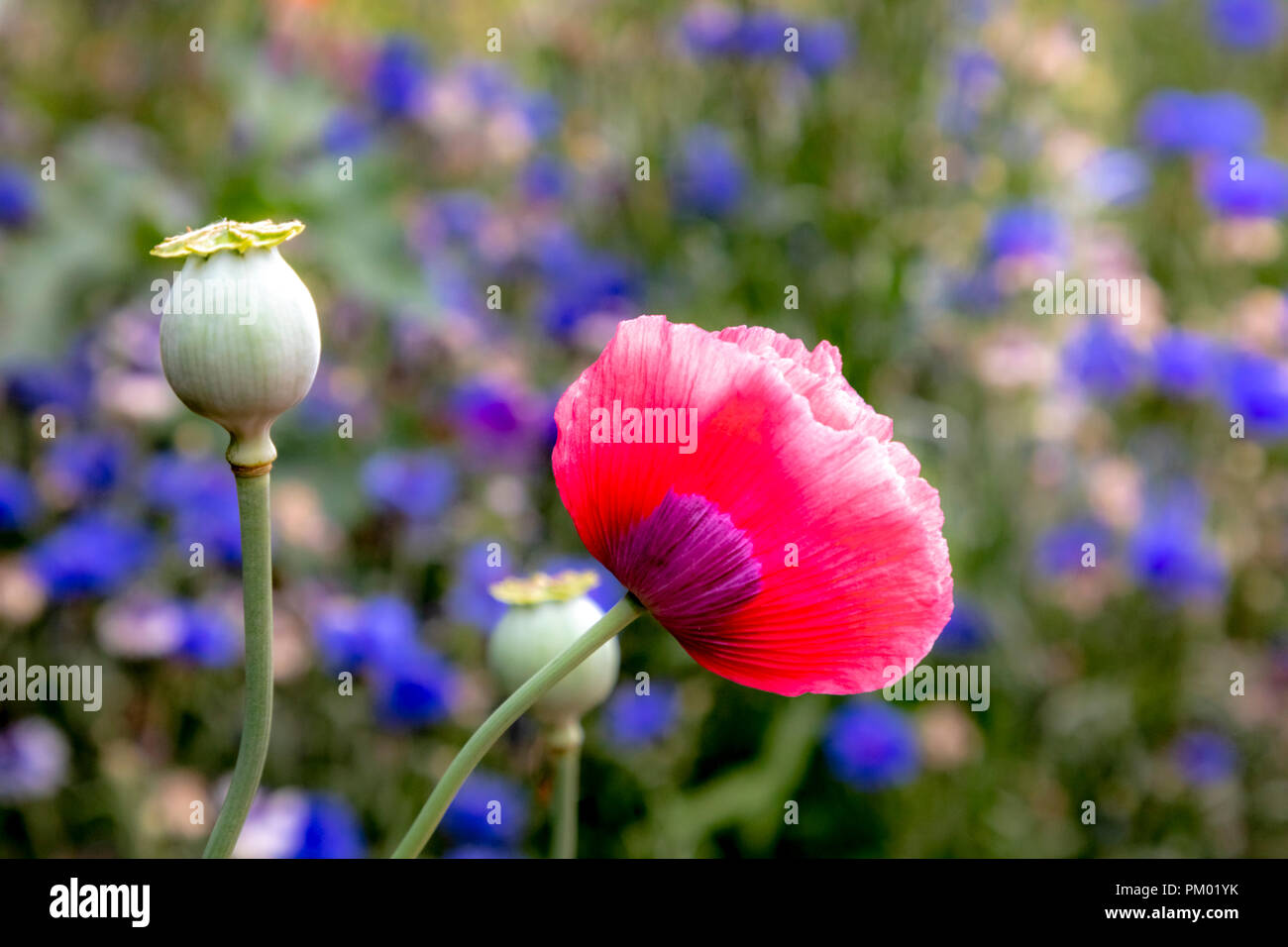Poppy flowers bloom hi-res stock photography and images - Alamy