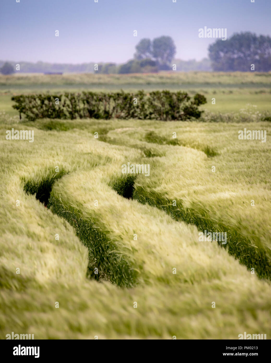 Cereal crop in field with tractor path leading through it Stock Photo ...
