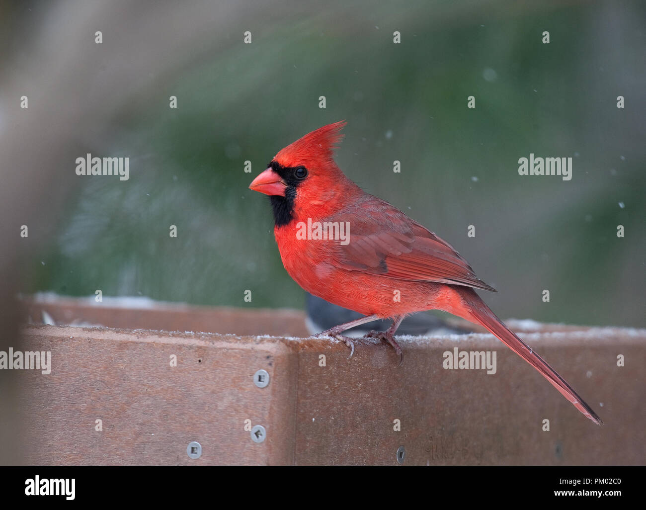 Northern Cardinal :: Cardinalis cardinalis Stock Photo - Alamy