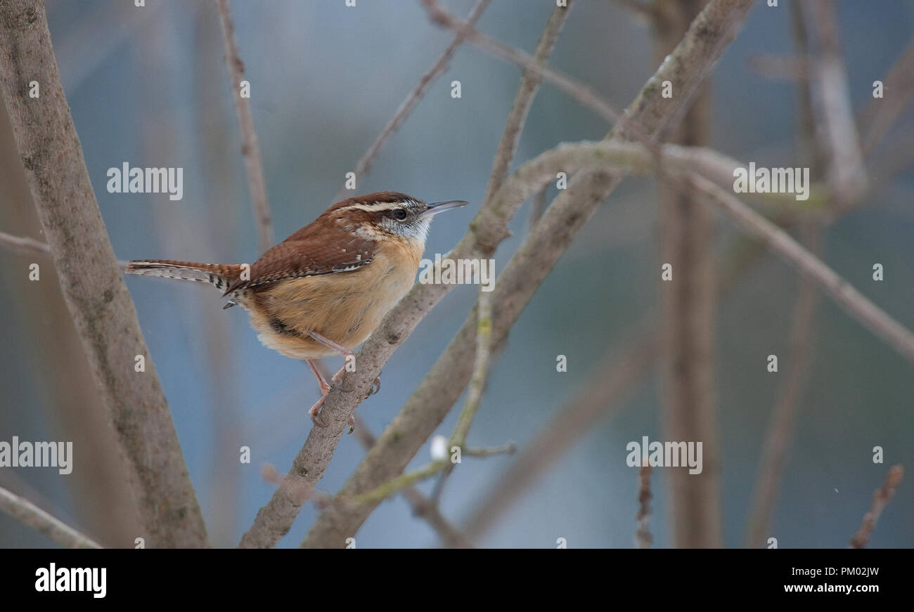 Carolina wren song bird hi-res stock photography and images - Alamy