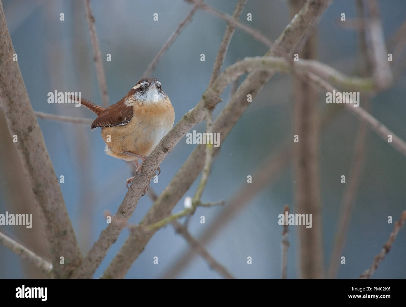 Carolina wren song bird hi-res stock photography and images - Alamy