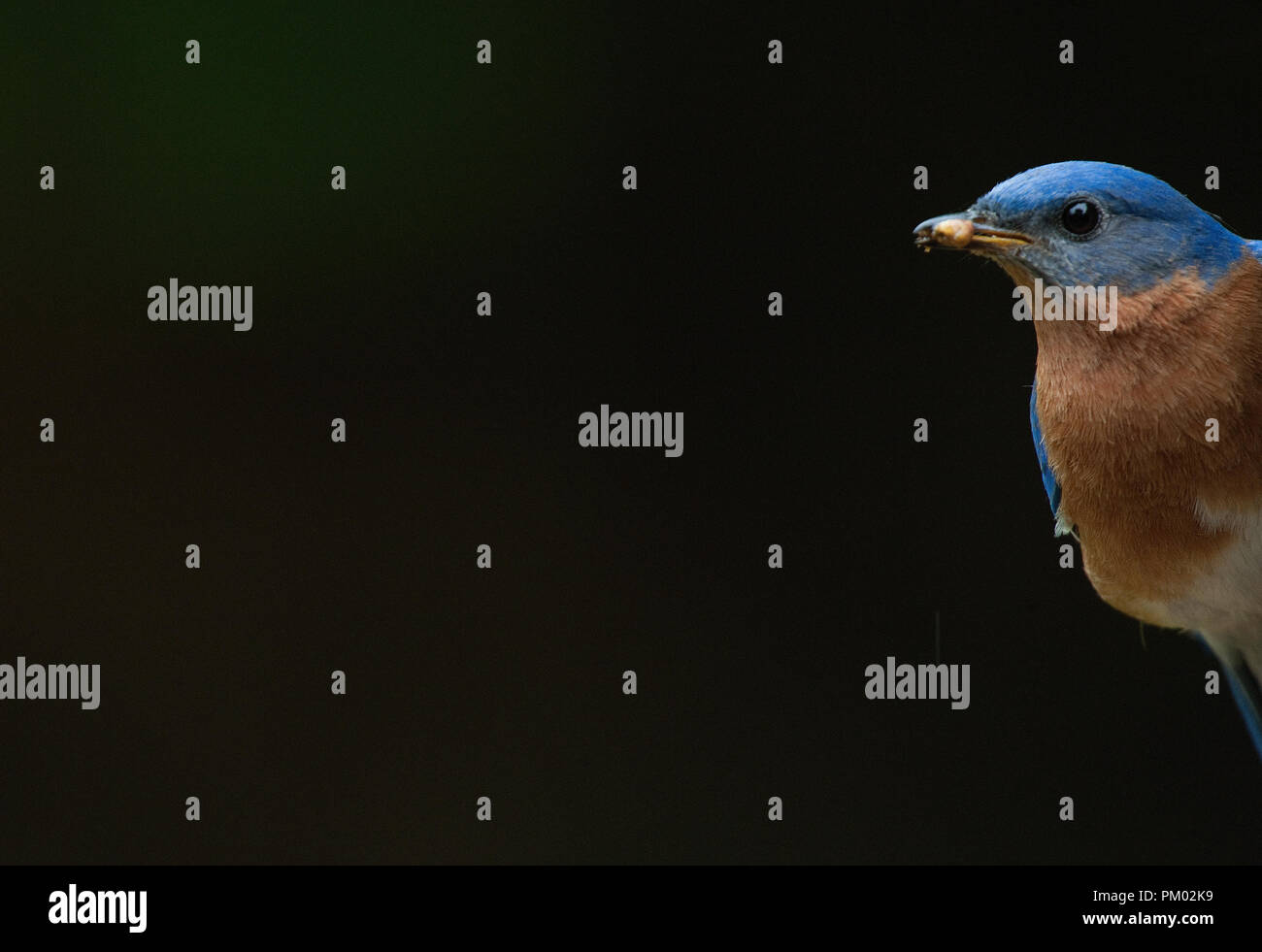 Eastern Bluebird :: Sialia sialis Stock Photo - Alamy