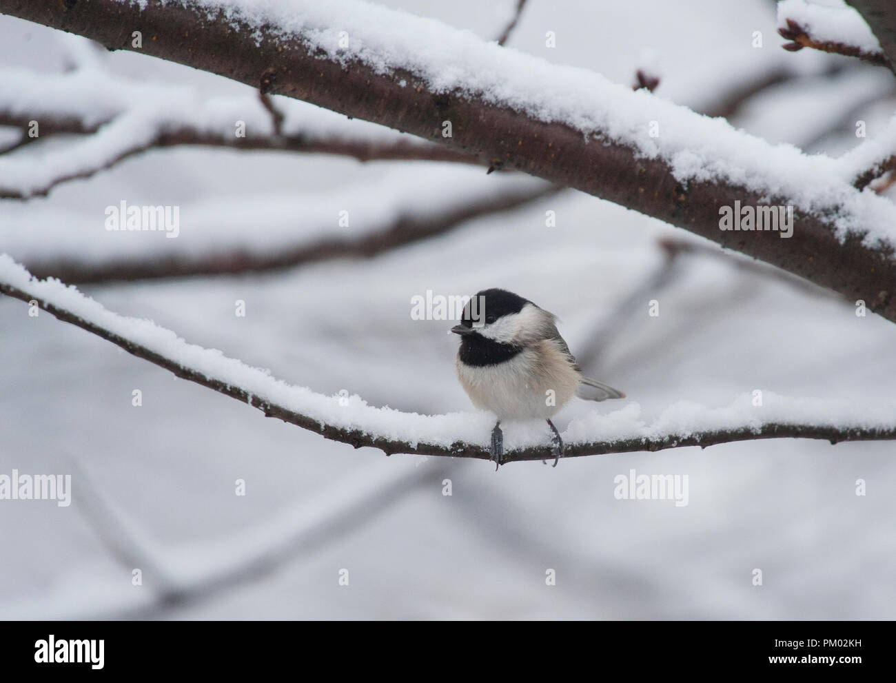 Bicolor cardinal hi-res stock photography and images - Alamy