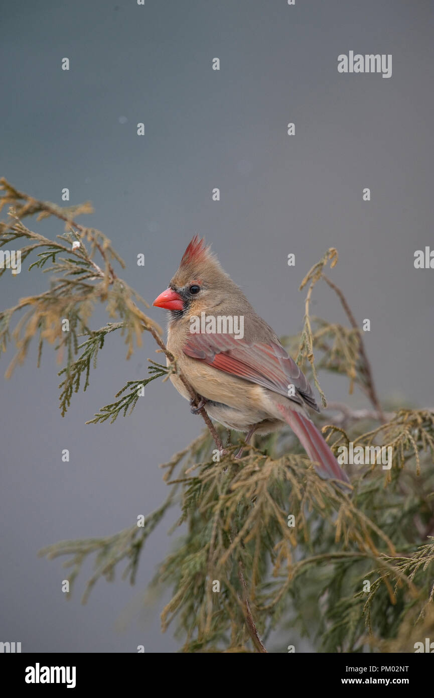 Northern Cardinal :: Cardinalis cardinalis Stock Photo - Alamy