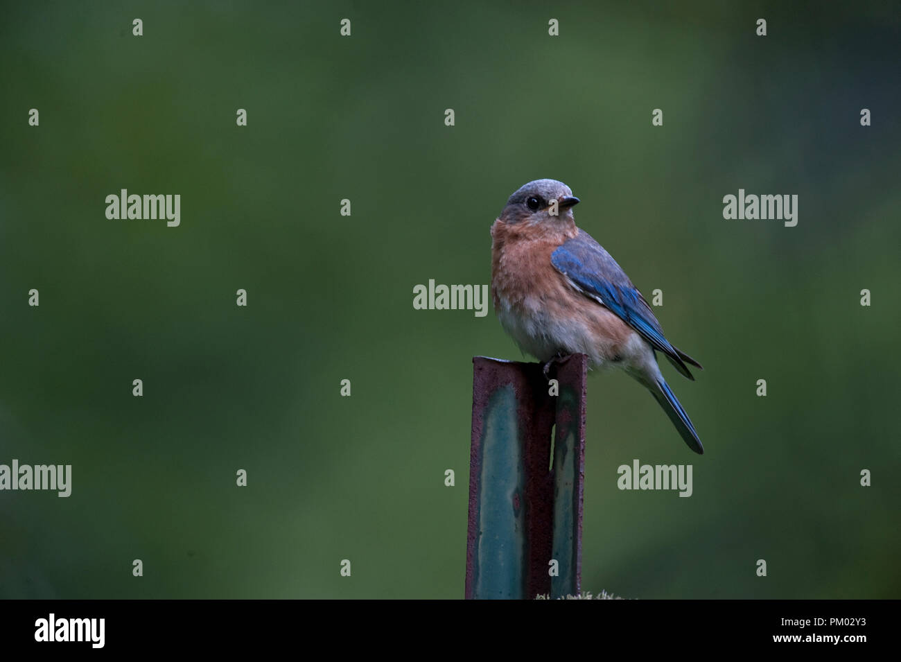 Eastern Bluebird :: Sialia sialis Stock Photo - Alamy