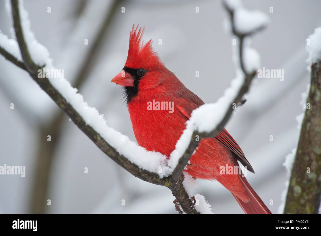 Northern Cardinal :: Cardinalis cardinalis Stock Photo - Alamy