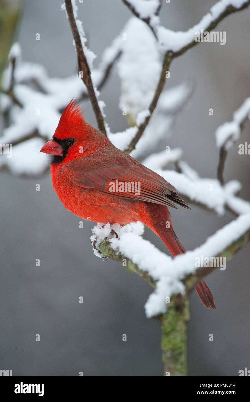 Northern Cardinal :: Cardinalis cardinalis Stock Photo - Alamy