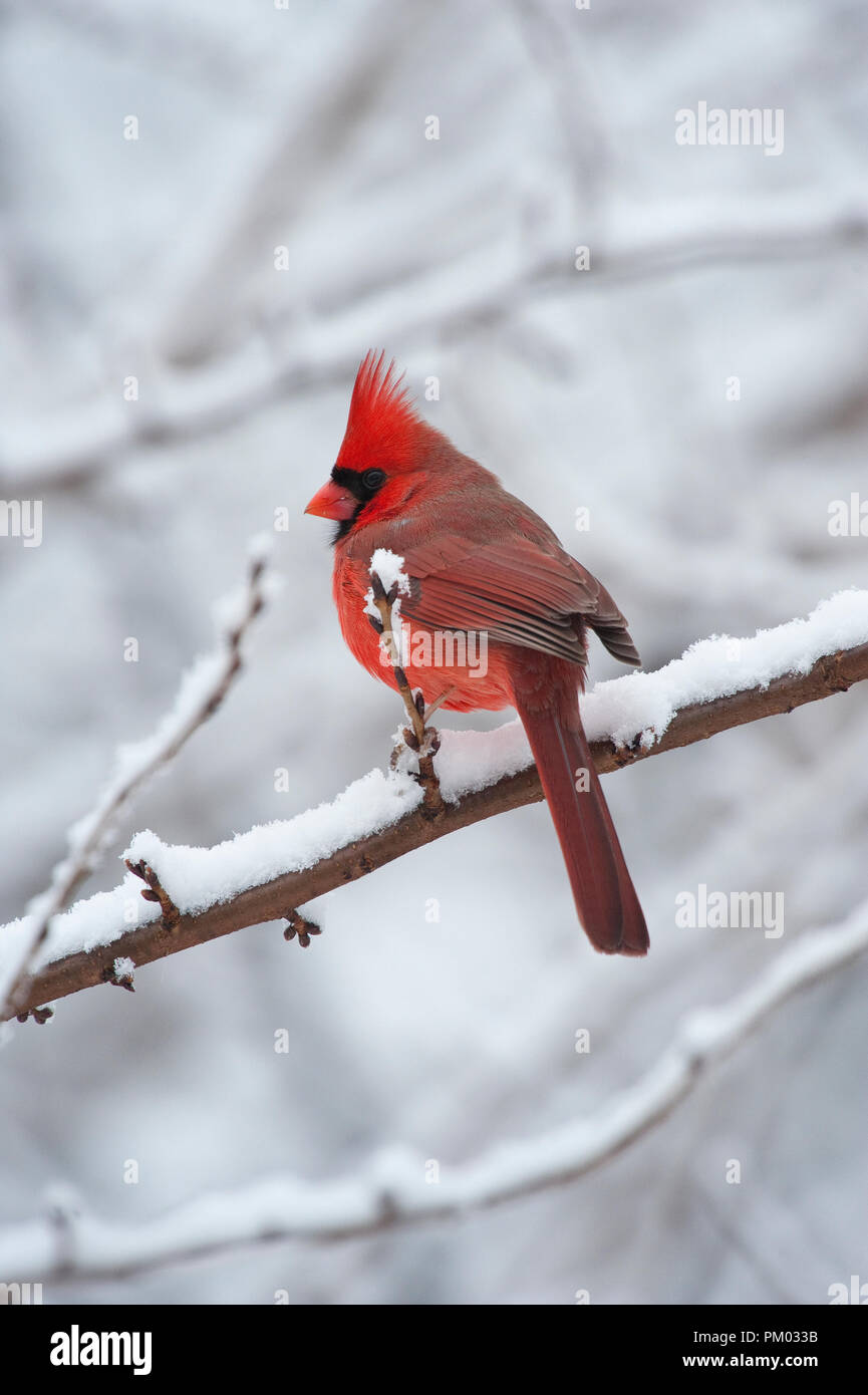 Northern Cardinal :: Cardinalis cardinalis Stock Photo - Alamy