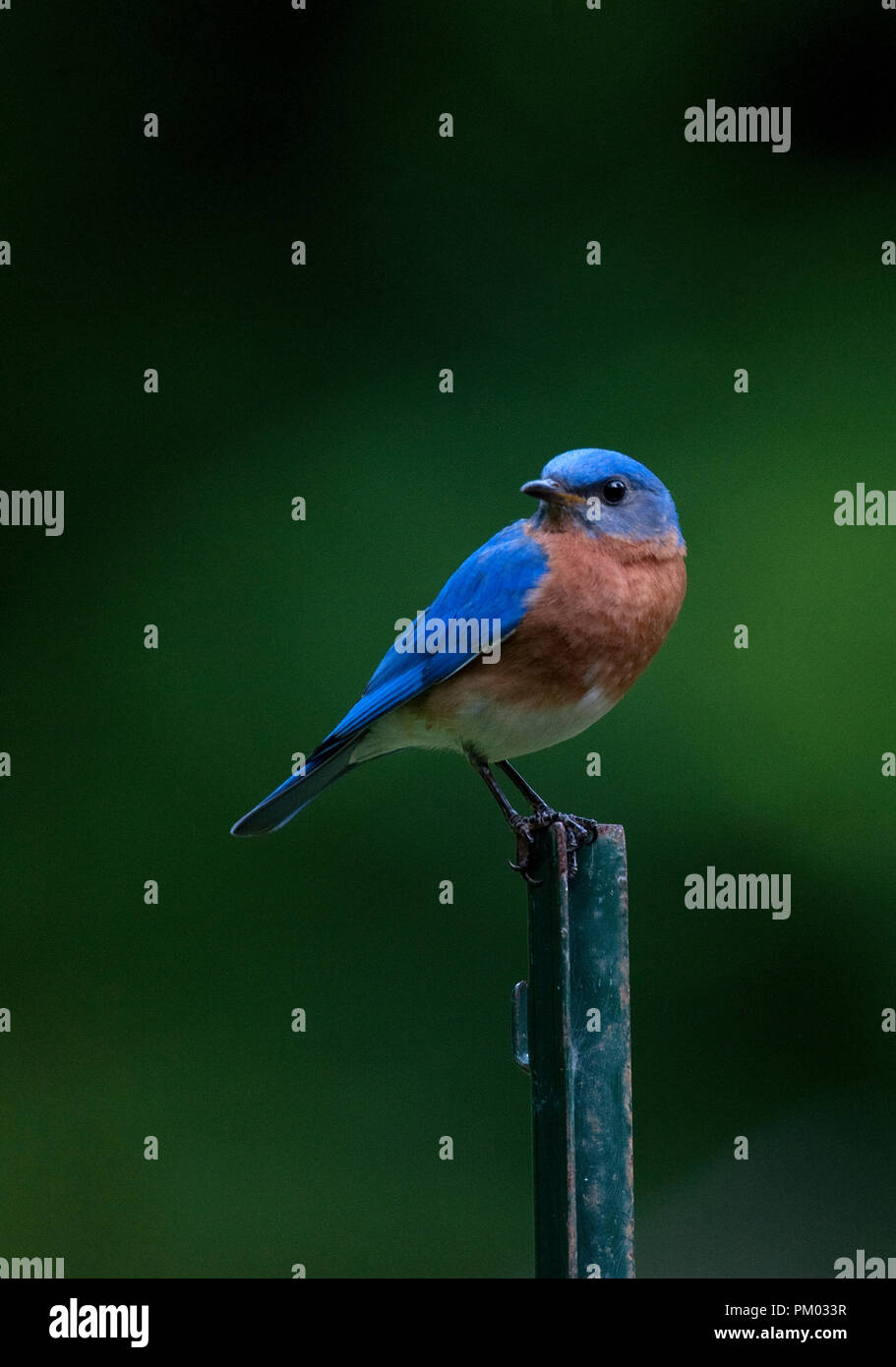 Eastern Bluebird :: Sialia sialis Stock Photo - Alamy