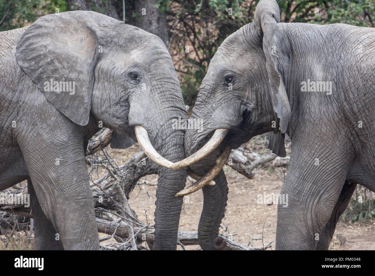 African elephant tusks hi-res stock photography and images - Alamy