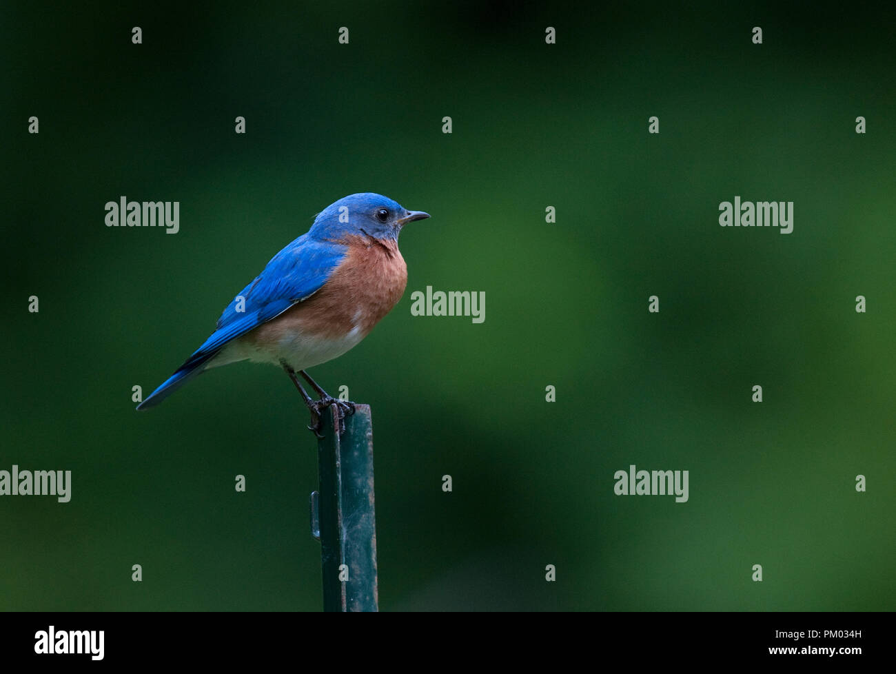 Eastern Bluebird :: Sialia sialis Stock Photo - Alamy