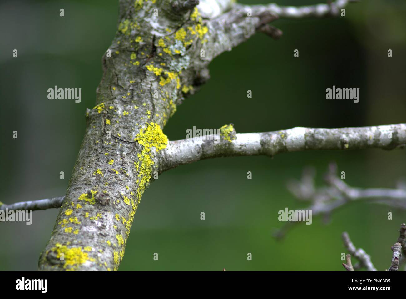 Musk sticks hi-res stock photography and images - Alamy