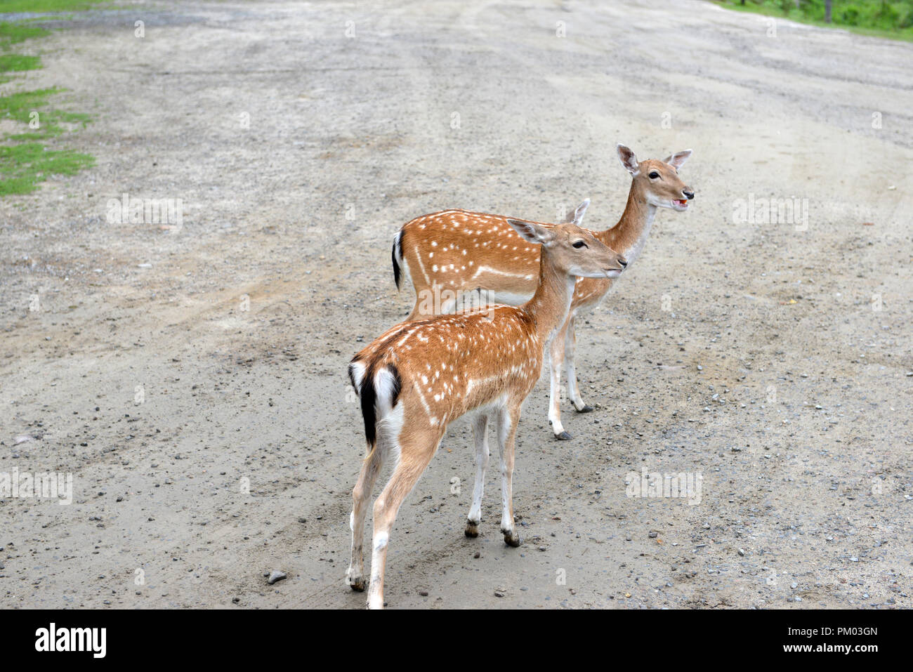 Parc omega quebec hi-res stock photography and images - Alamy