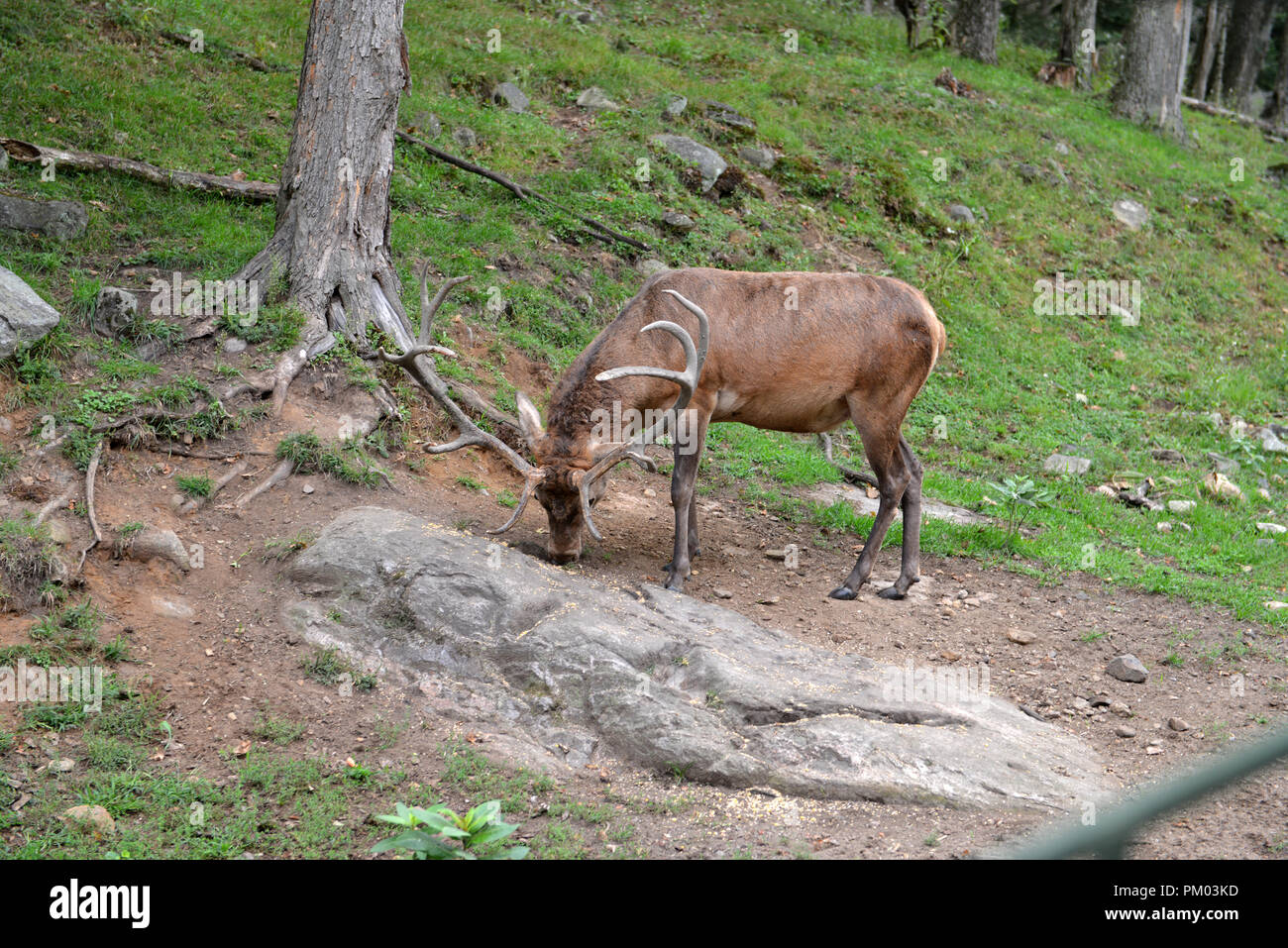 Parc omega canada hi-res stock photography and images - Alamy