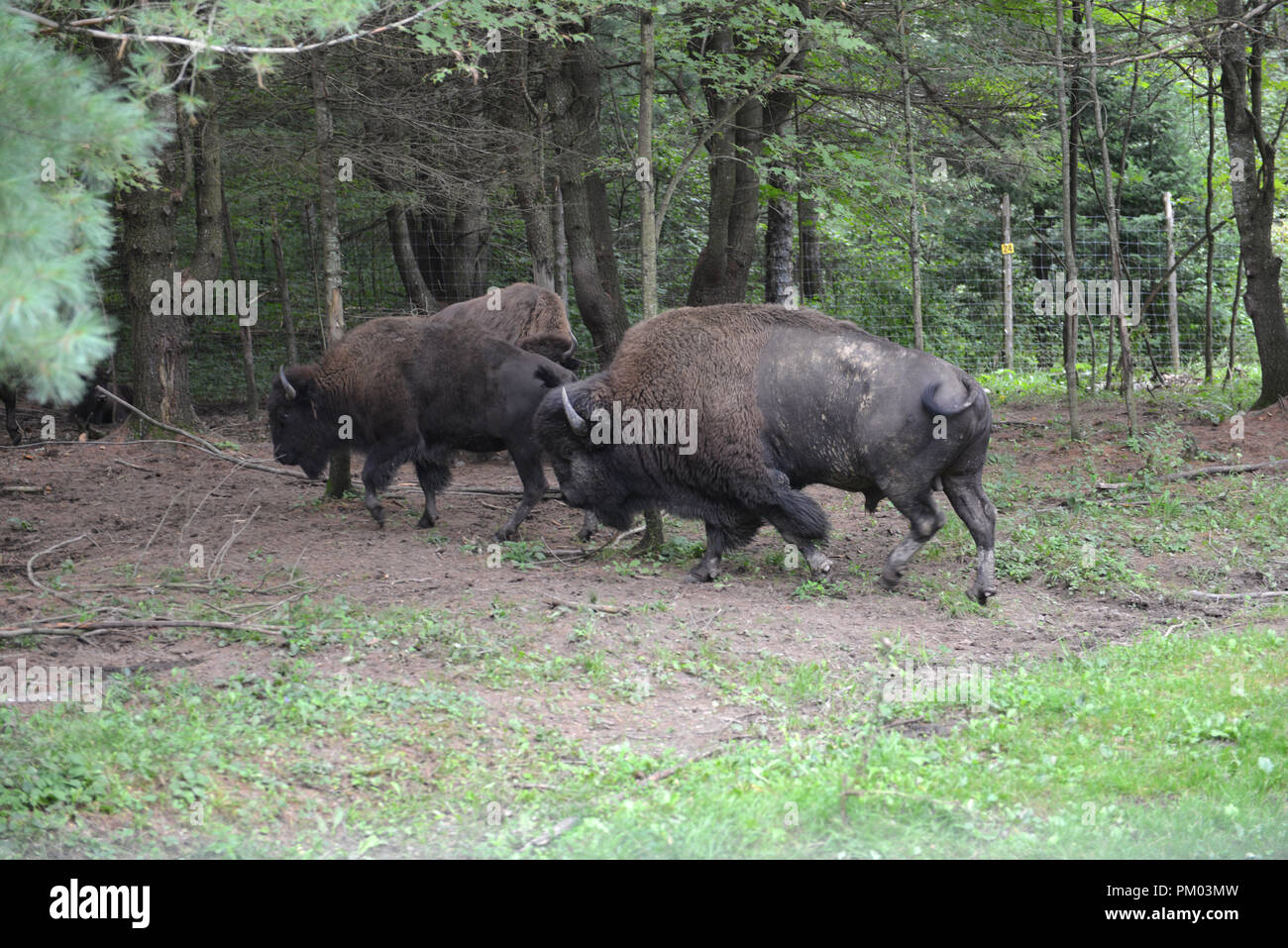 Parc omega hi-res stock photography and images - Alamy