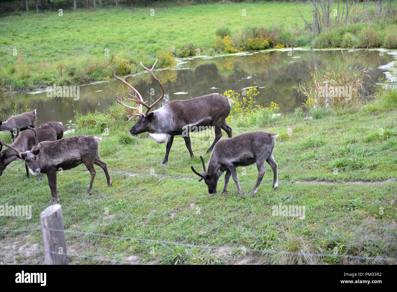 Parc Omega Safari Park Stock Photo - Alamy