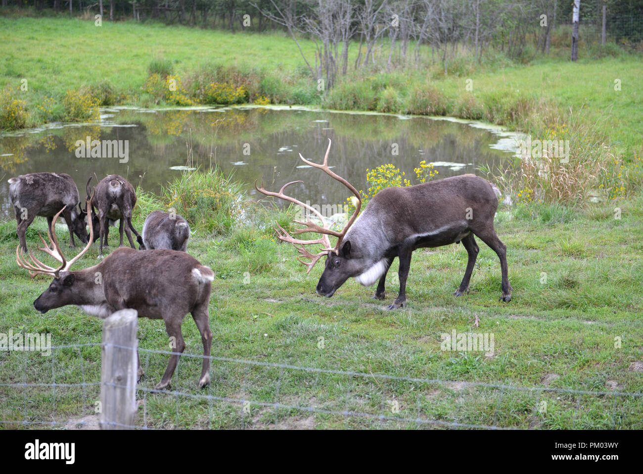 Parc Omega Safari Park Stock Photo - Alamy