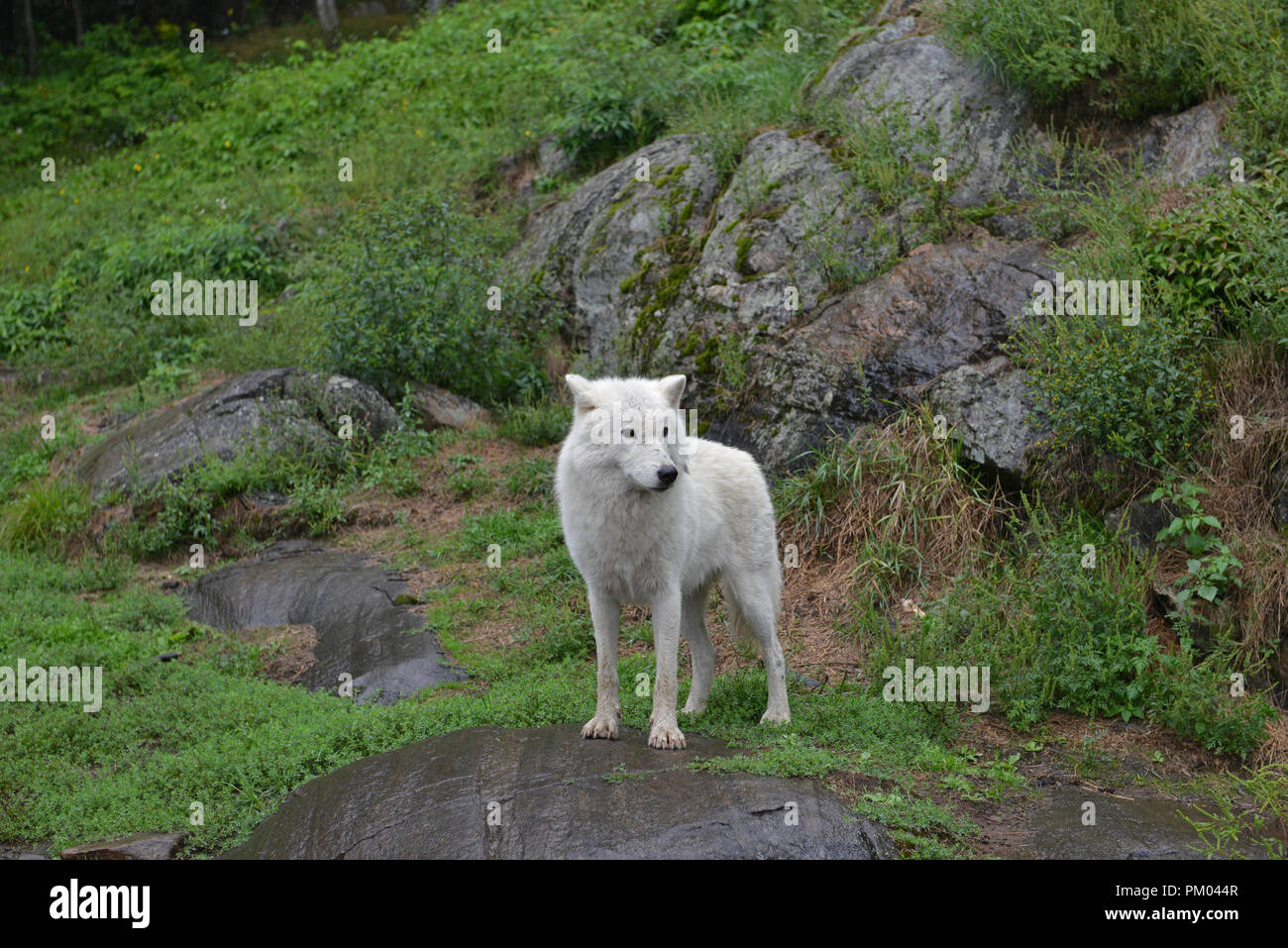 Parc Omega Safari Park Stock Photo - Alamy