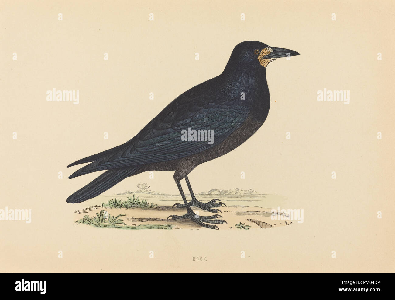 Rook. Medium: hand-colored etching. Museum: National Gallery of Art ...