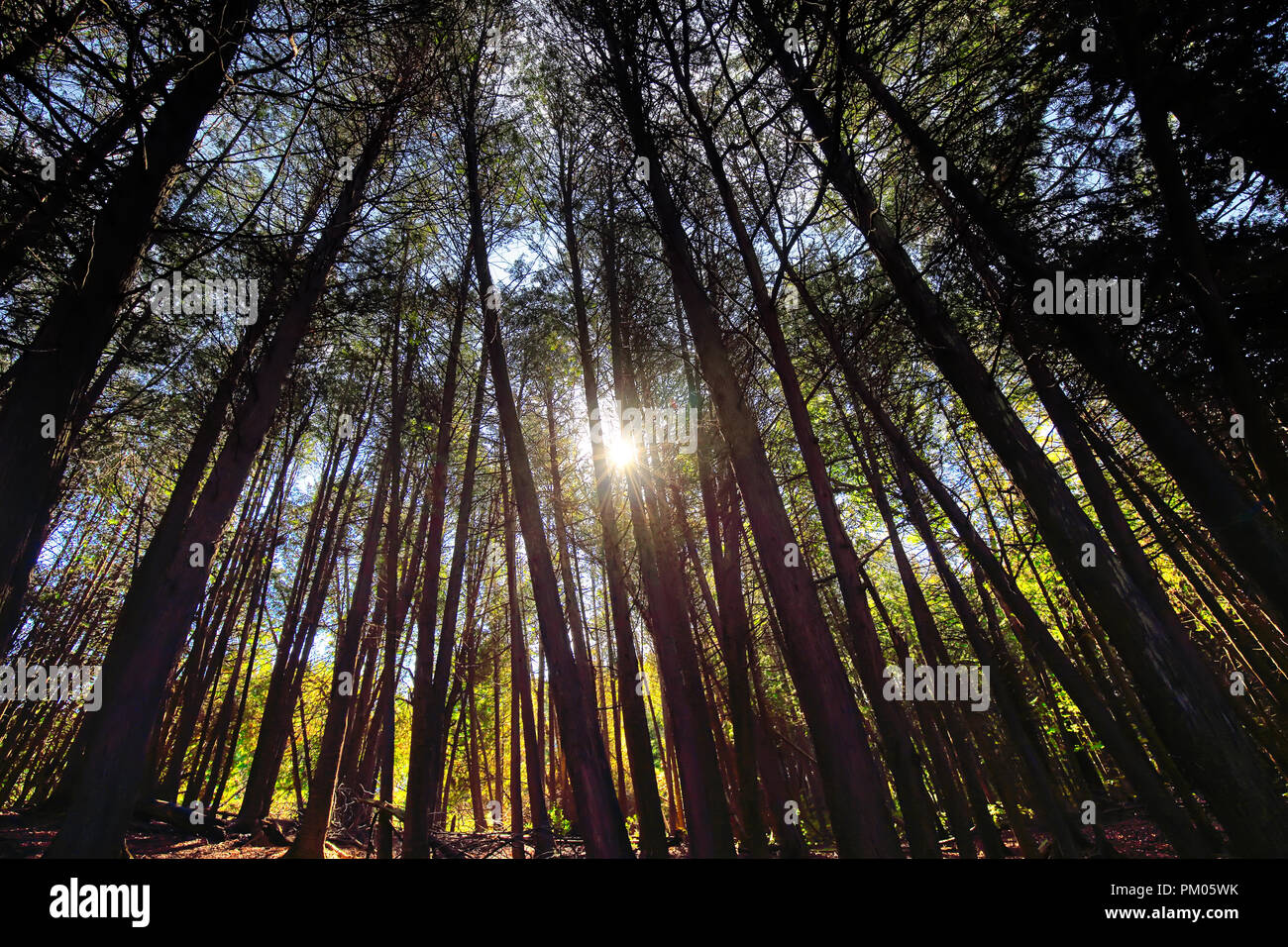 Elora city parks and hiking trails Stock Photo - Alamy