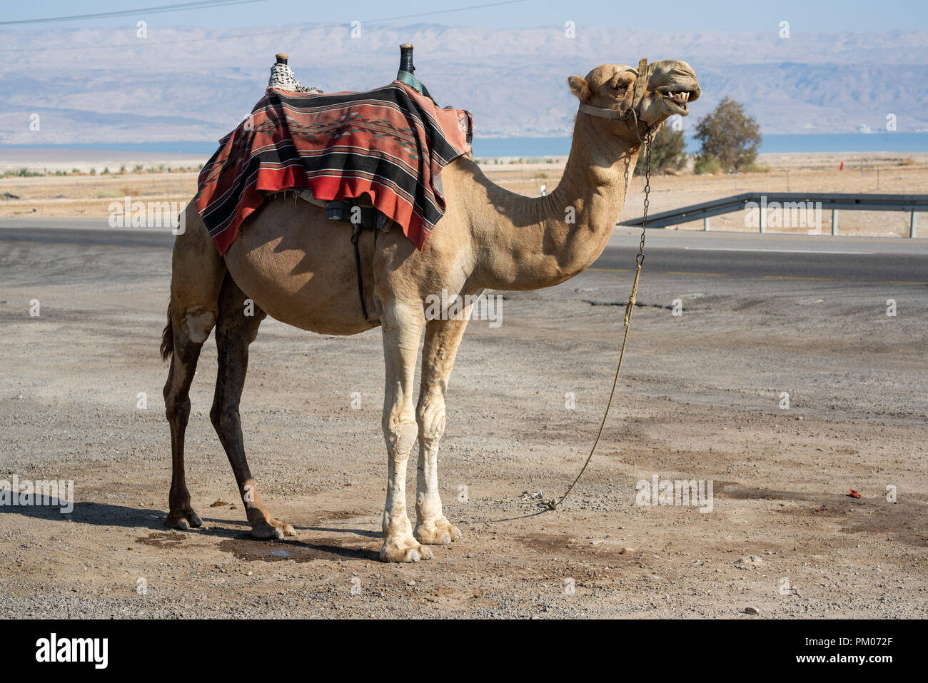 Camel on the streets of Israel tied on the ground Stock Photo - Alamy