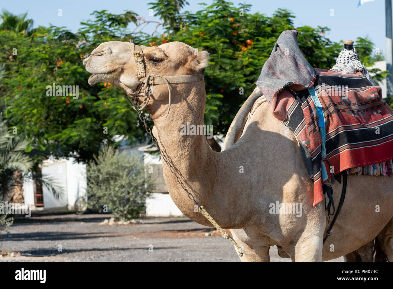 Close up of camel hi-res stock photography and images - Alamy