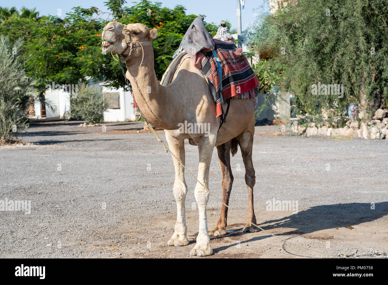 Camel on the streets of Israel tied on the ground with green trees ...