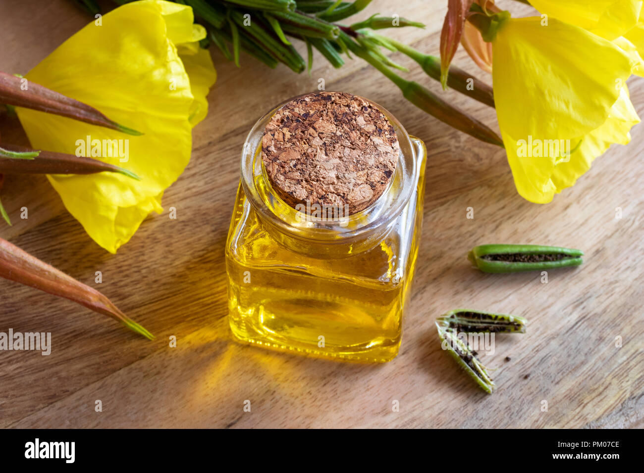 Oenothera biennis oil seed hi-res stock photography and images - Alamy