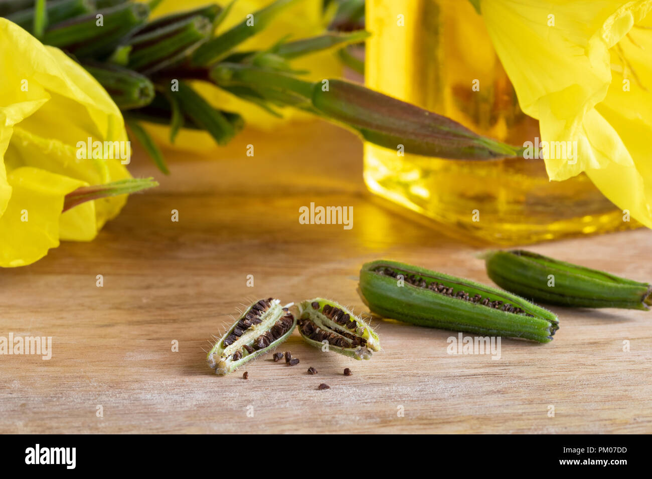 Evening primrose seed hi-res stock photography and images - Alamy