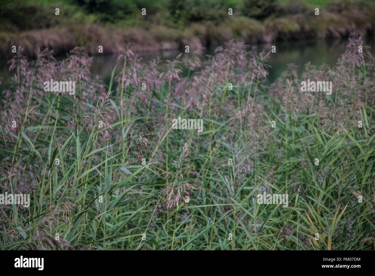 Reed plants hi-res stock photography and images - Alamy