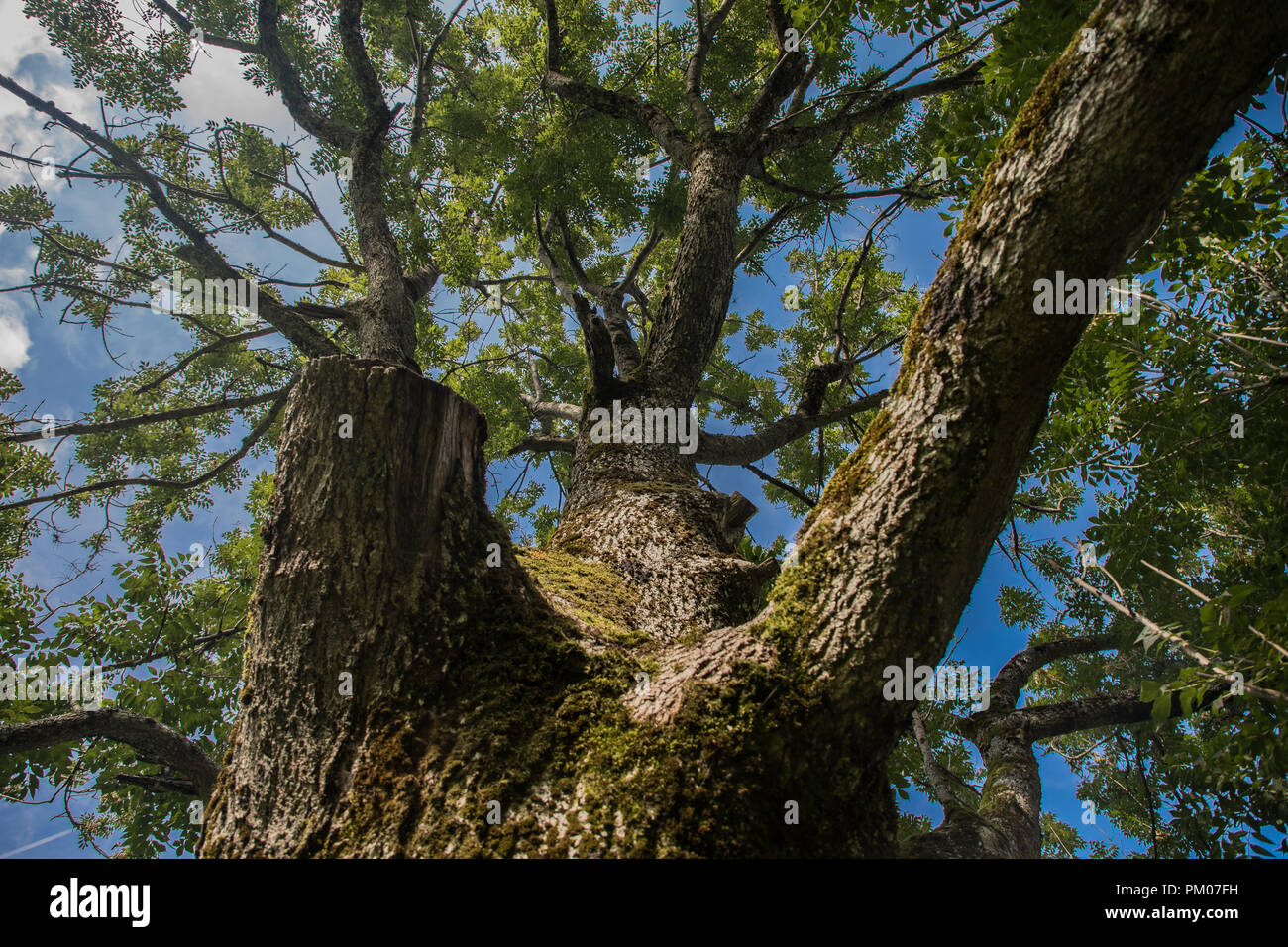 Closeup tree picture Stock Photo - Alamy