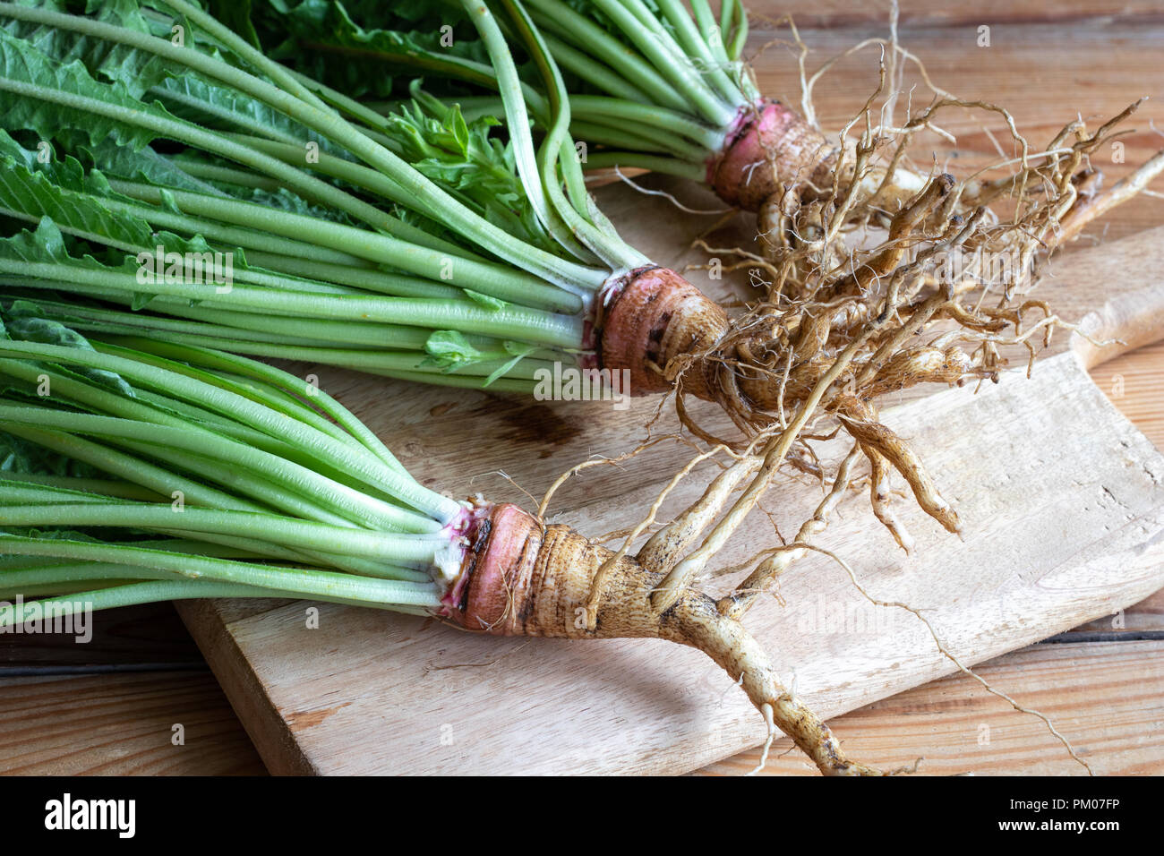 Primrose roots hi-res stock photography and images - Alamy