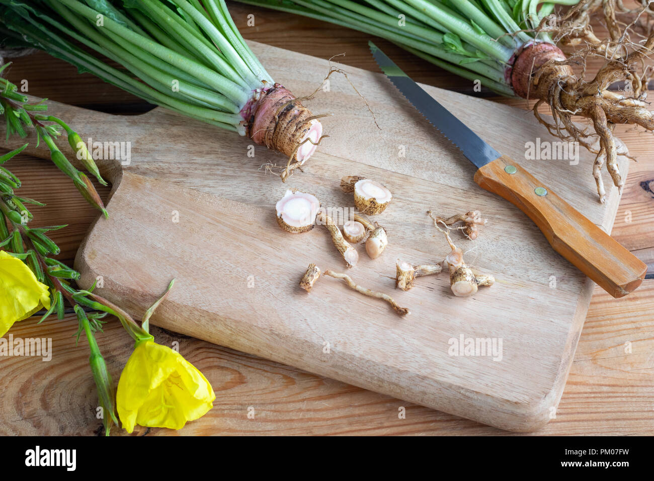 Fresh cut-up evening primrose root Stock Photo - Alamy