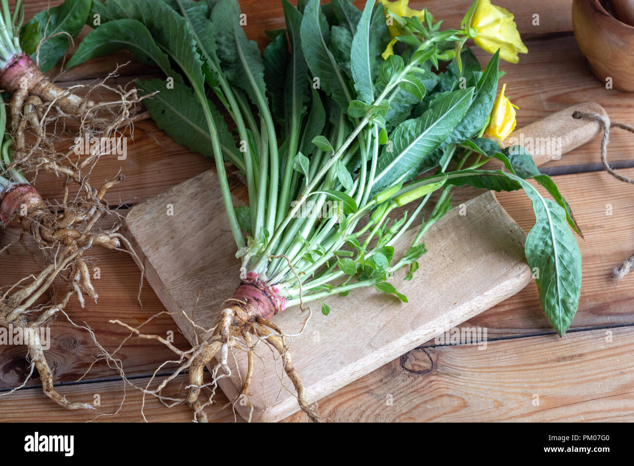 Whole flowering plant hi-res stock photography and images - Alamy