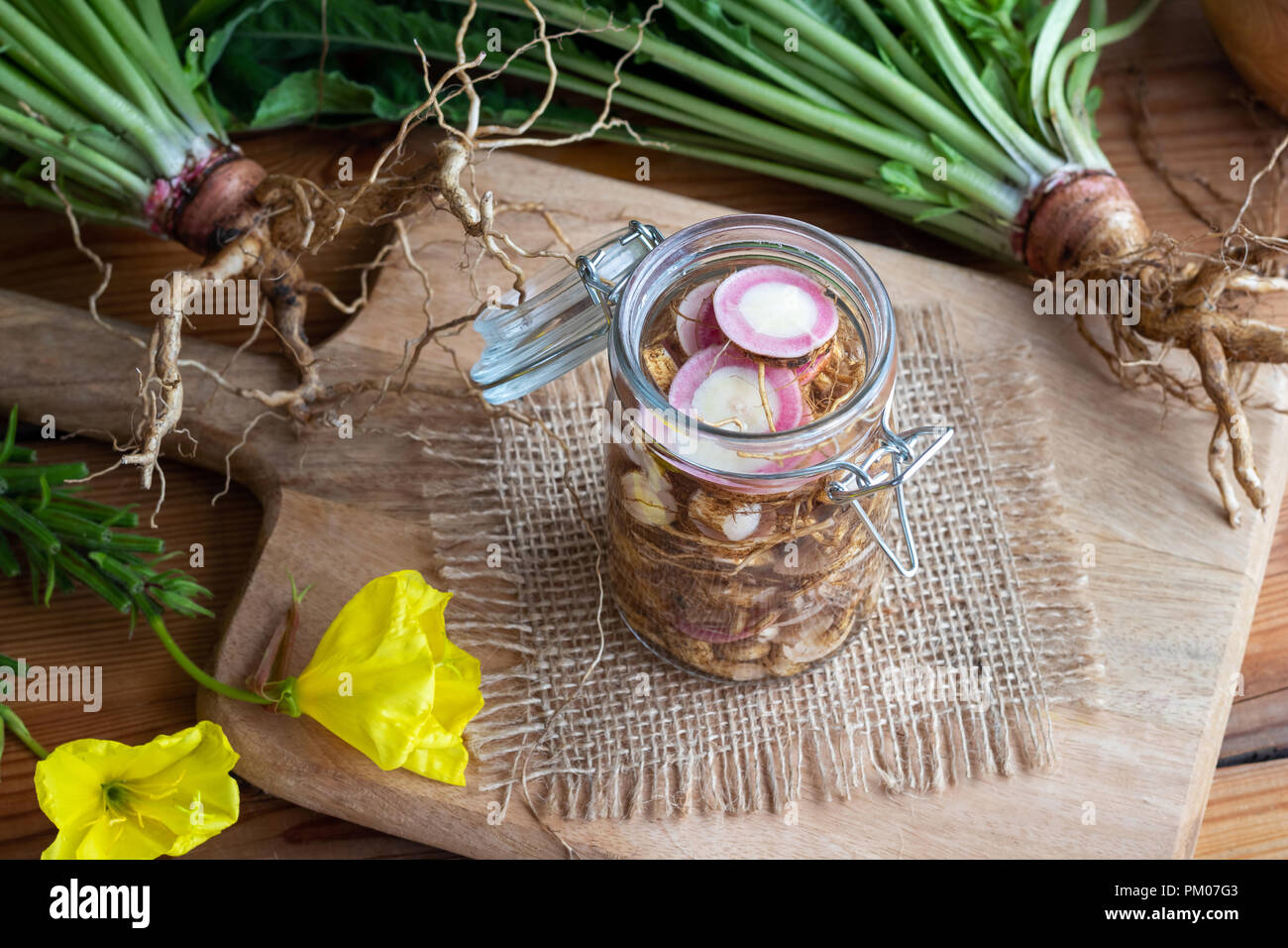 Preparation of alcohol tincture from fresh evening primrose root Stock ...