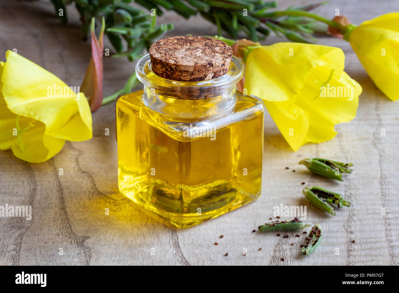 Oenothera biennis oil seed hi-res stock photography and images - Alamy