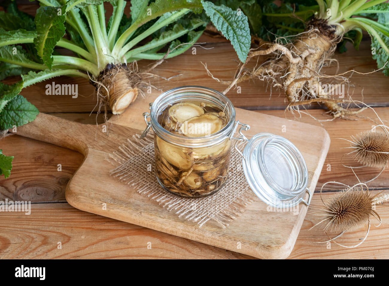 Preparation of herbal tincture from wild teasel root - a folk remedy ...