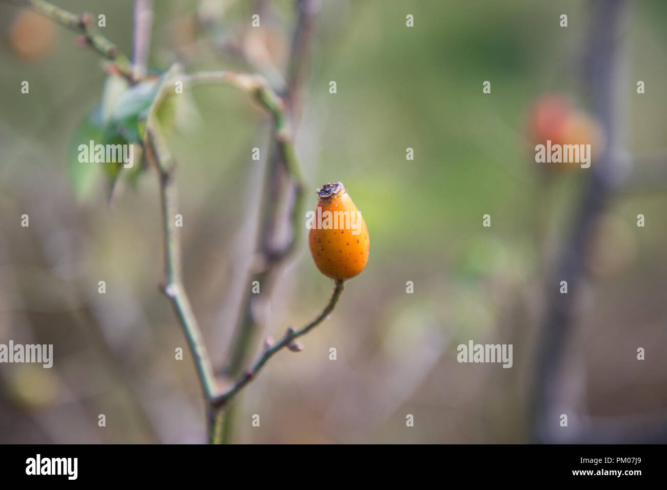 Hip plants hi-res stock photography and images - Alamy